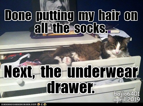 IT'S WHAT I DO THE DAY AFTER LAUNDRY DAY - Lolcats - lol | cat memes ...