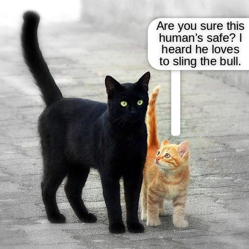 The man's too strong - Lolcats - lol | cat memes | funny cats | funny ...