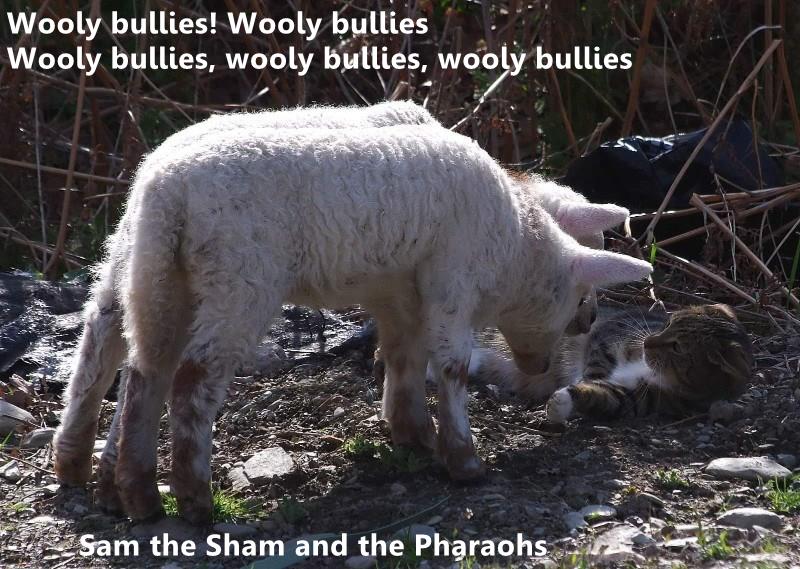 Wooly bullies! - Lolcats - lol | cat memes | funny cats | funny cat ...