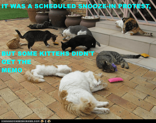 SNOOZE-IN PROTEST - Lolcats - lol | cat memes | funny cats | funny cat ...