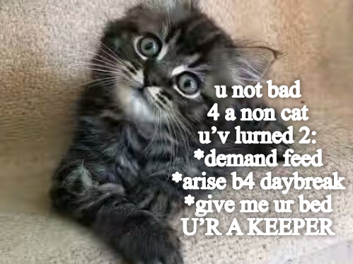 Summary Judgement - Lolcats - lol | cat memes | funny cats | funny cat ...