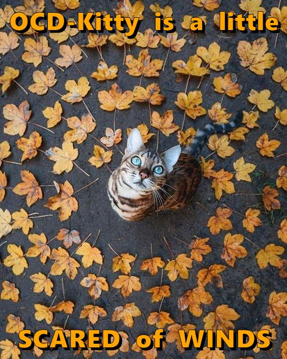 OCD-Kitty - Lolcats - lol | cat memes | funny cats | funny cat pictures ...