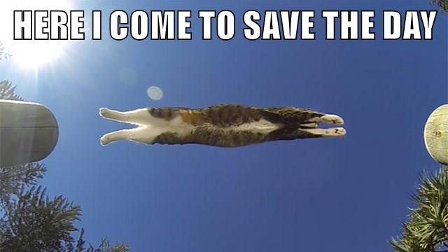 HERE I COME TO SAVE THE DAY - Lolcats - lol | cat memes | funny cats ...