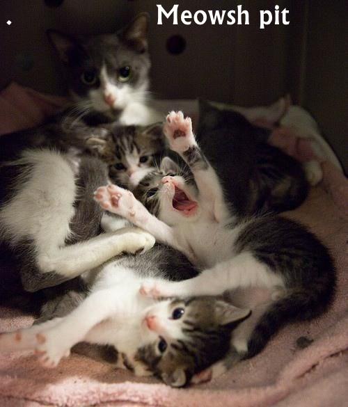 Meowsh pit - Lolcats - lol | cat memes | funny cats | funny cat ...