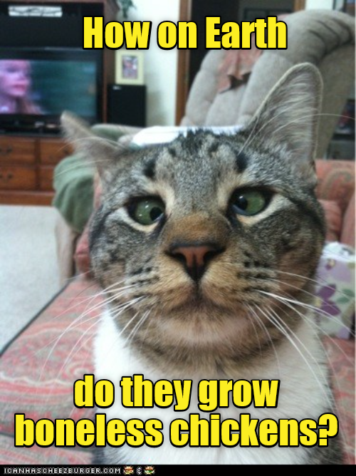 Inquiring minds want to know. - Lolcats - lol | cat memes | funny cats ...
