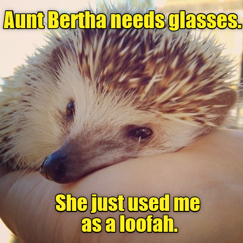 Scarred for life - Animal Comedy - Animal Comedy, funny animals, animal ...