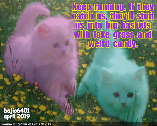 NOT GOING TO HAVE ANYTHING TO DO WITH EASTER BASKETS - Lolcats - lol ...