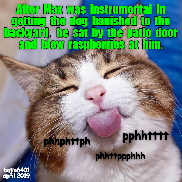 NANA NANA BOO BOO! - Lolcats - lol | cat memes | funny cats | funny cat ...