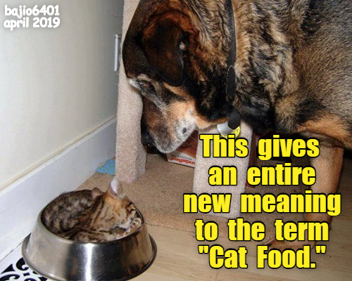 IT'S THE FOOD THAT FIGHTS BACK - I Has A Hotdog - Dog Pictures - Funny ...