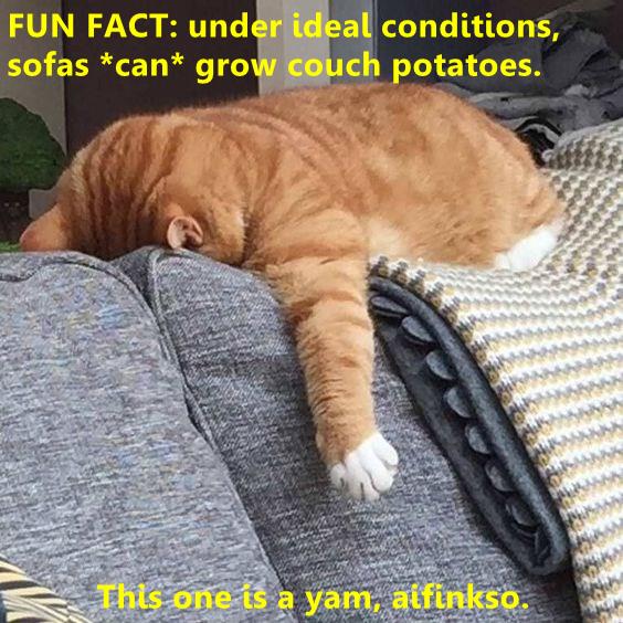 FUN FACT - Lolcats - lol | cat memes | funny cats | funny cat pictures ...
