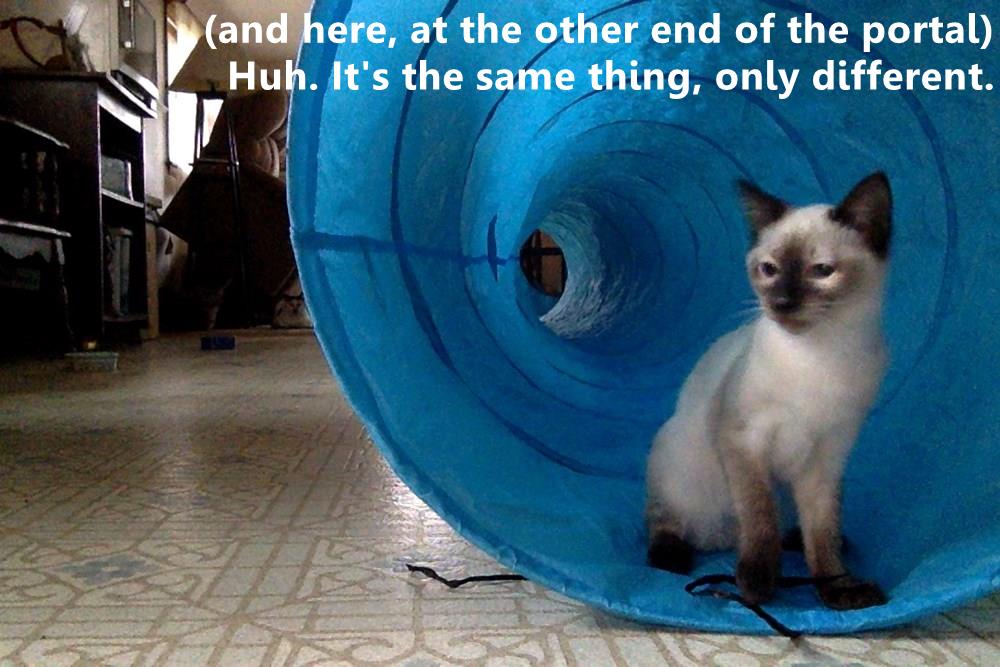 Same thing, only different. - Lolcats - lol | cat memes | funny cats ...