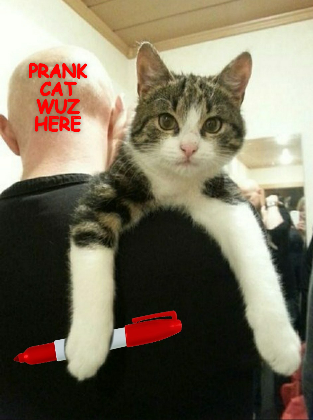 Prank Cat Is Everywhere - Lolcats - lol | cat memes | funny cats ...