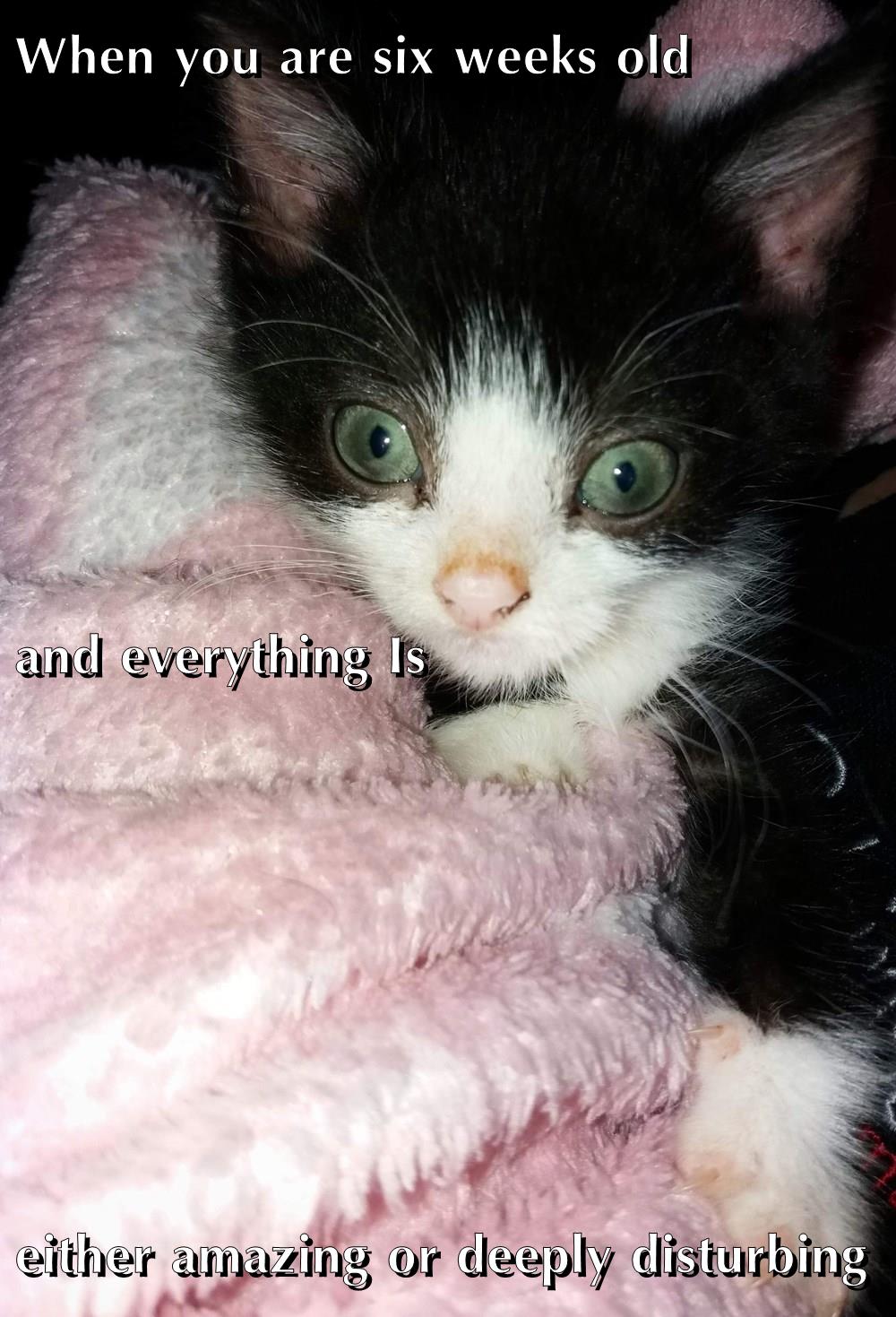 Six weeks old - Lolcats - lol | cat memes | funny cats | funny cat ...