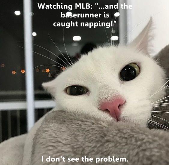 Watching MLB - Lolcats - lol | cat memes | funny cats | funny cat ...