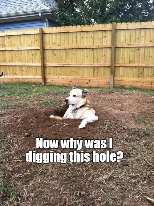 Senior Moment - I Has A Hotdog - Dog Pictures - Funny pictures of dogs ...