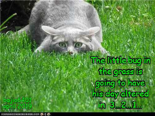 THAT BUG SHOULD HAVE PAID ATTENTION - Lolcats - lol | cat memes | funny ...