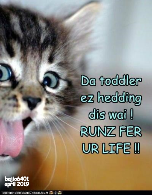 ALERT! ALERT! - Lolcats - lol | cat memes | funny cats | funny cat ...