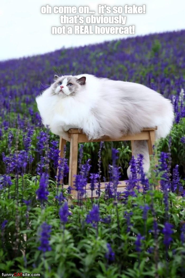 Fake hovercat - Lolcats - lol | cat memes | funny cats | funny cat ...