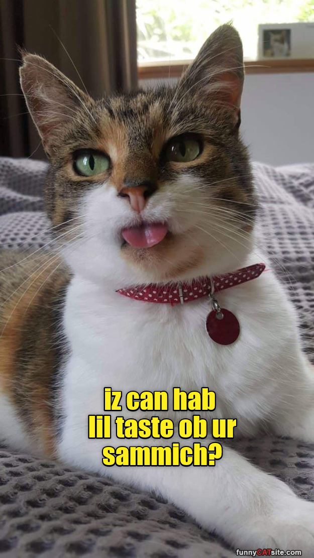 Lil tatste? - Lolcats - lol | cat memes | funny cats | funny cat ...