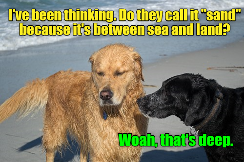 Philosophy Dog is philosiphizing. - I Has A Hotdog - Dog Pictures ...