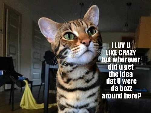 Feline Leadership Skills 101 - Lolcats - lol | cat memes | funny cats ...