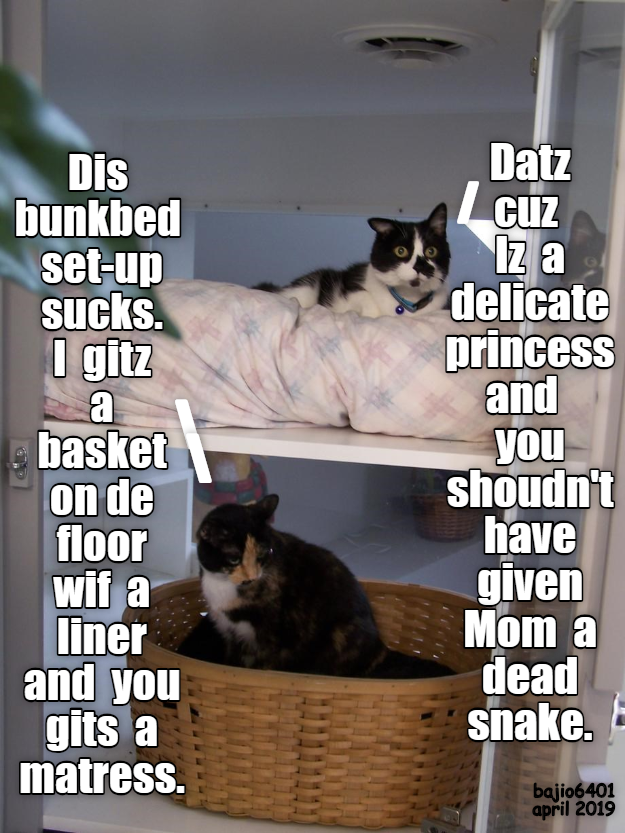 NOT HAPPY WITH THE ACCOMMODATIONS - Lolcats - lol | cat memes | funny ...