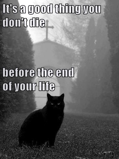 The end - Lolcats - lol | cat memes | funny cats | funny cat pictures ...