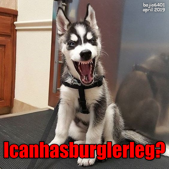 Hmmm burgler - I Has A Hotdog - Dog Pictures - Funny pictures of dogs ...