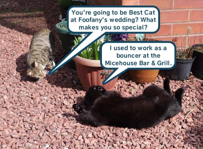 Gotta fend off all her old suitors - Lolcats - lol | cat memes | funny ...