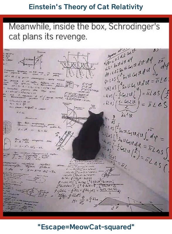 Einstein's Theory of Cat Relativity - Lolcats - lol | cat memes | funny ...