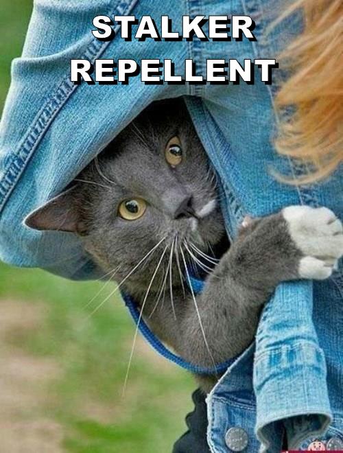 STALKER REPELLENT - Lolcats - lol | cat memes | funny cats | funny cat ...