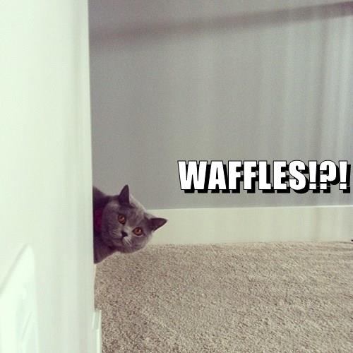 WAFFLES!?! - Lolcats - lol | cat memes | funny cats | funny cat ...