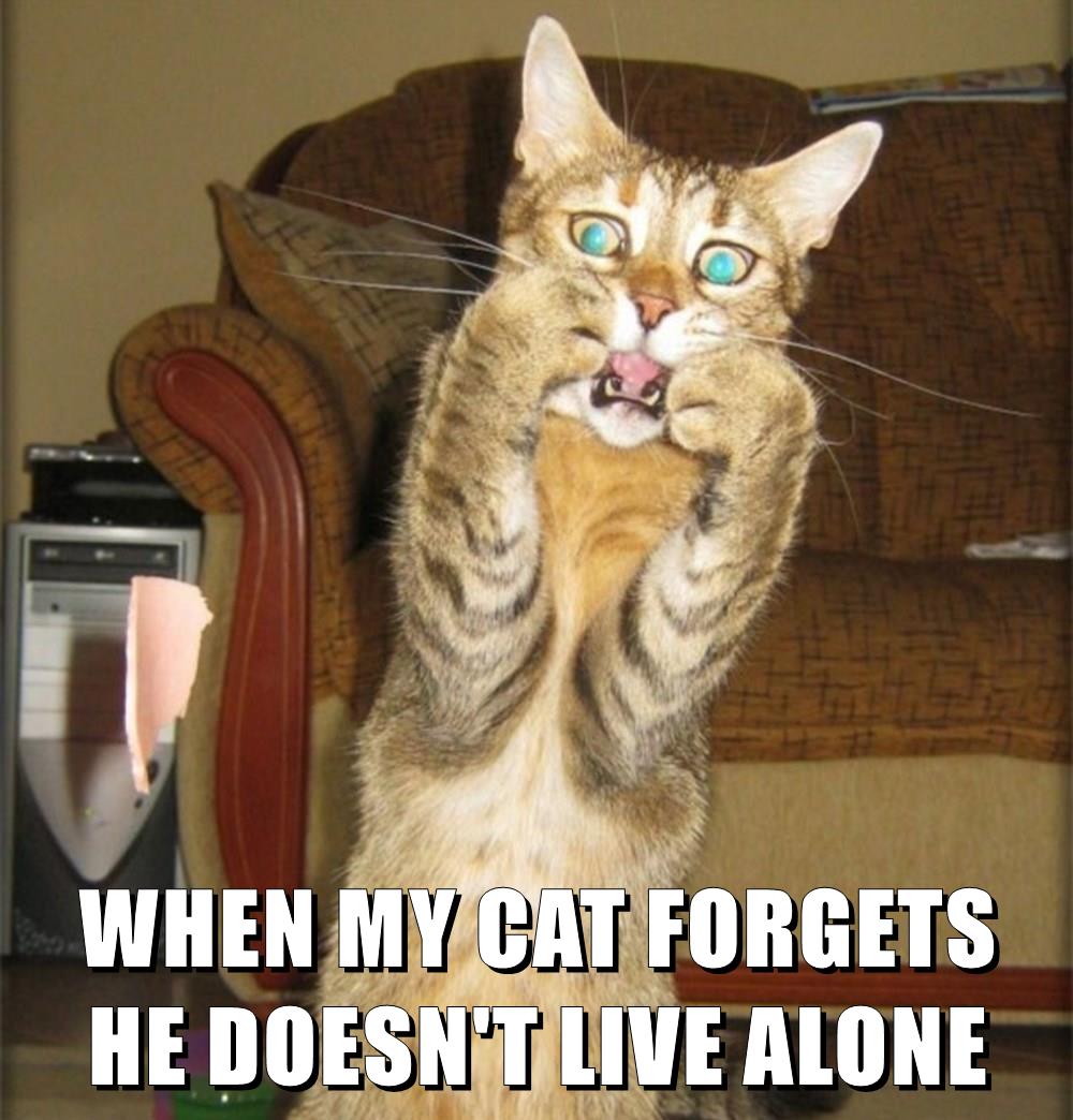 WHEN MY CAT FORGETS - Lolcats - lol | cat memes | funny cats | funny ...