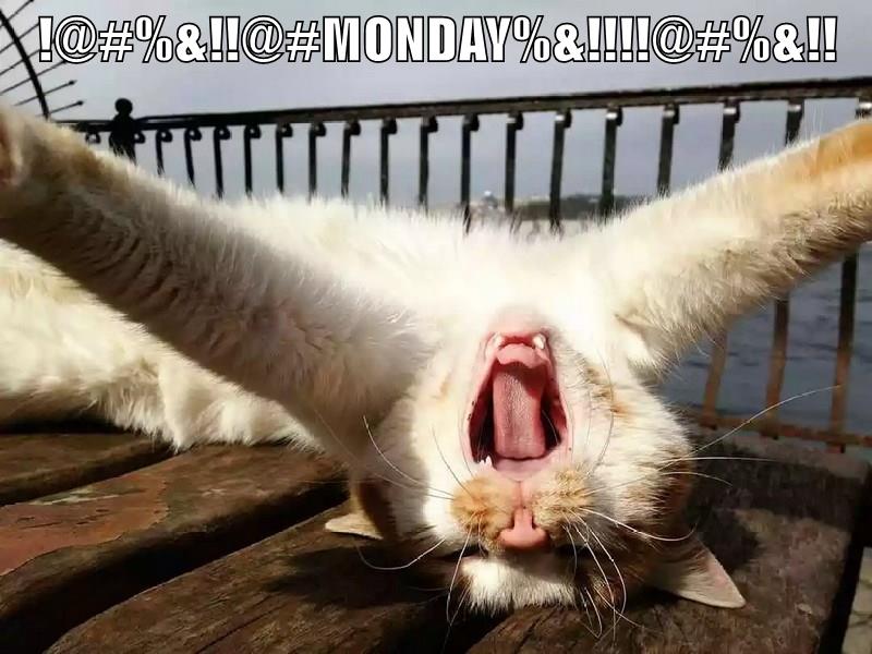 MONDAY - Lolcats - lol | cat memes | funny cats | funny cat pictures ...