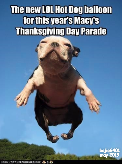 AND WHAT A HAPPY HOT DOG BALLOON IT IS - I Has A Hotdog - Dog Pictures ...