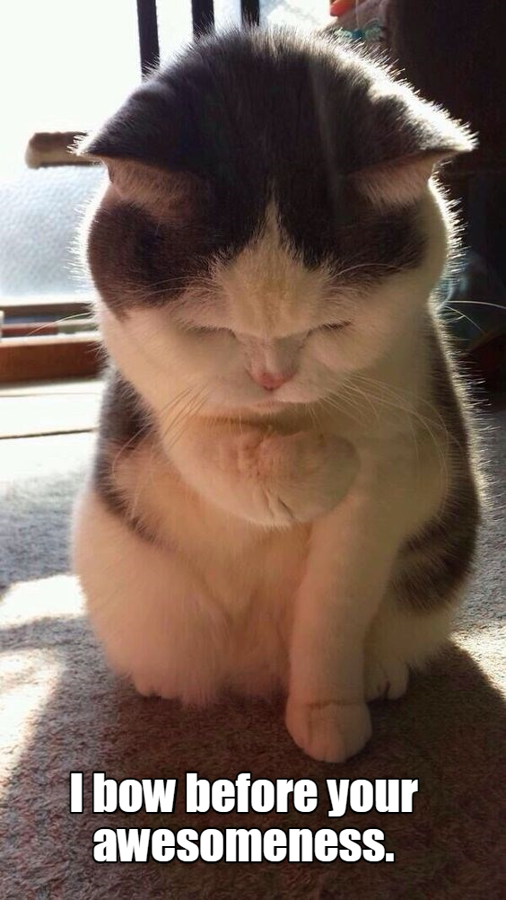 Bow - Lolcats - lol | cat memes | funny cats | funny cat pictures with ...