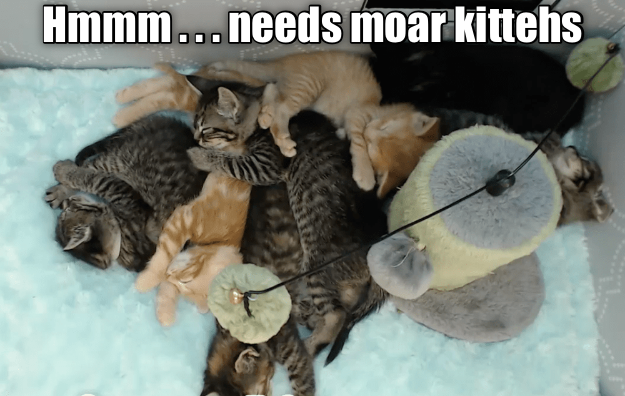 More! - Lolcats - lol | cat memes | funny cats | funny cat pictures ...