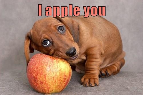 I apple you - I Has A Hotdog - Dog Pictures - Funny pictures of dogs ...