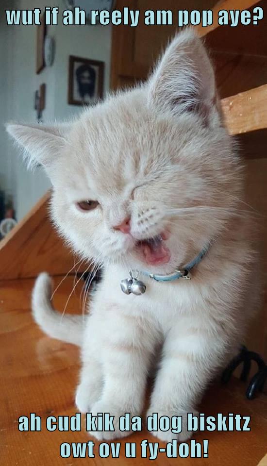 Wut if? - Lolcats - lol | cat memes | funny cats | funny cat pictures ...