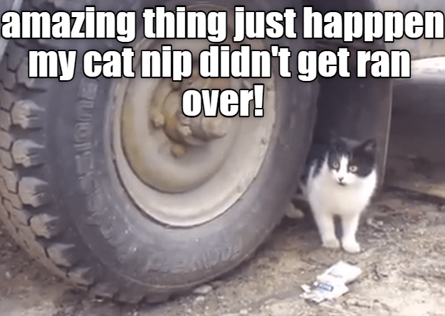 Amazing thing just happened - Lolcats - lol | cat memes | funny cats ...