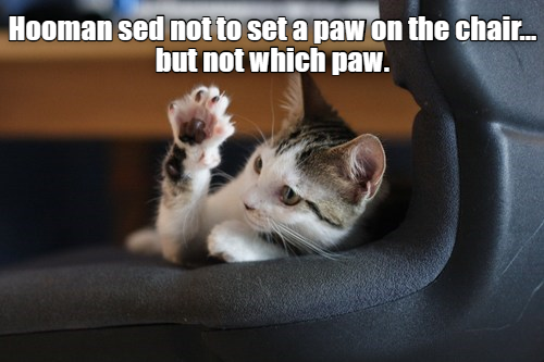 See? I am good kitty! - Lolcats - lol | cat memes | funny cats | funny ...