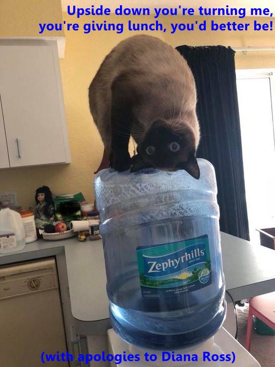 Upside down you're turning me... - Lolcats - lol | cat memes | funny ...