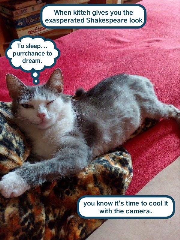 “Exasperated Shakespeare look” - Lolcats - lol | cat memes | funny cats ...