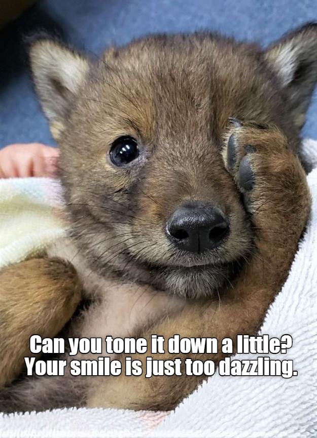 Just a bit - Animal Comedy - Animal Comedy, funny animals, animal gifs