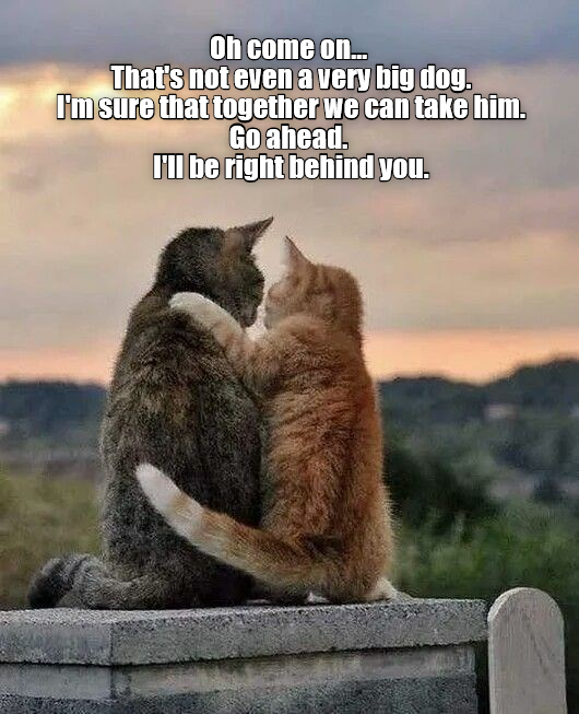 At a safe distance, of course - Lolcats - lol | cat memes | funny cats ...