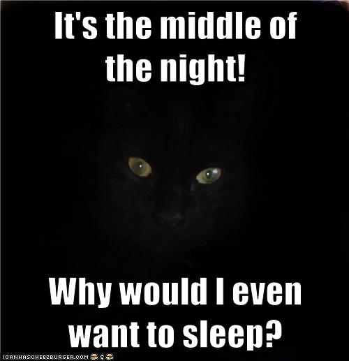 It's the middle of the night! - Lolcats - lol | cat memes | funny cats ...