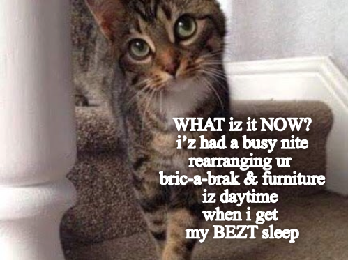 Kitteh Jet Lag - Lolcats - lol | cat memes | funny cats | funny cat ...