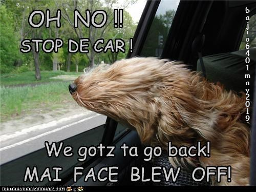 QUICK BEFORE ANOTHER CAR RUNS OVER IT! - I Has A Hotdog - Dog Pictures ...