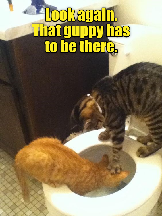 Look again - Lolcats - lol | cat memes | funny cats | funny cat ...