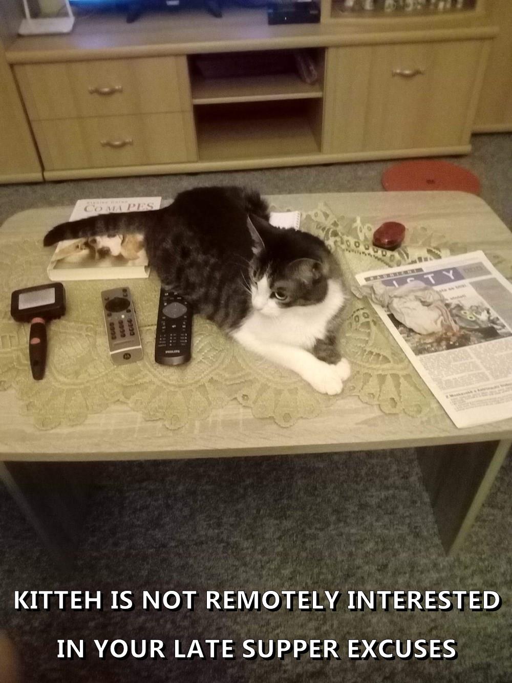 KITTEH IS NOT REMOTELY INTERESTED IN YOUR LATE SUPPER EXCUSES - Lolcats ...